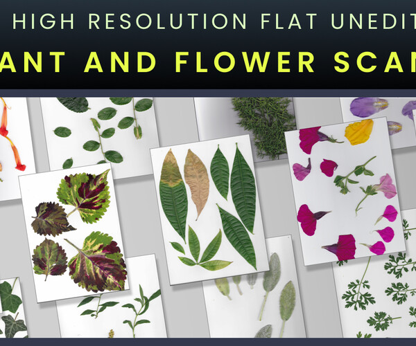 ArtStation - 140 Plant and Flower Scans | Resources