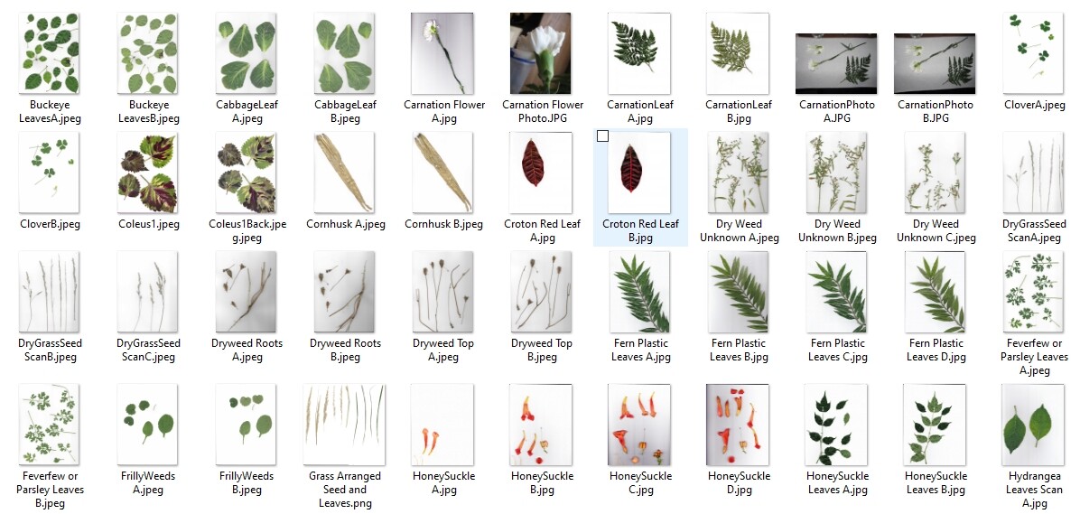 ArtStation - 140 Plant and Flower Scans | Resources