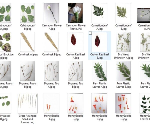 ArtStation - 140 Plant and Flower Scans | Resources