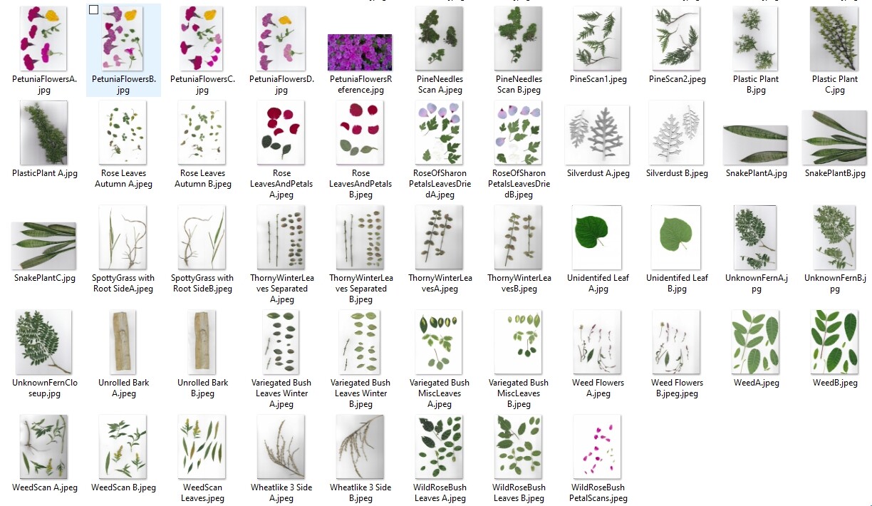 ArtStation - 140 Plant and Flower Scans | Resources