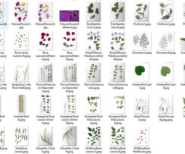 ArtStation - 140 Plant and Flower Scans | Resources