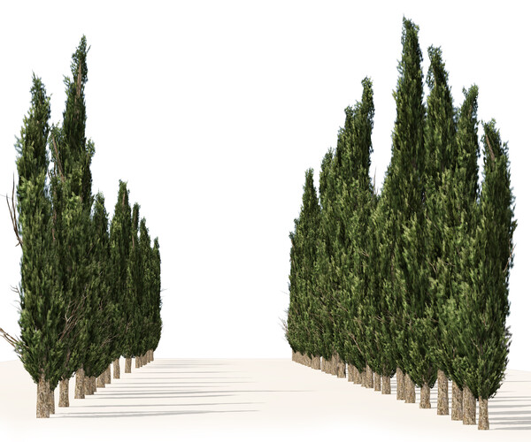 ArtStation - Common Cypress Trees row | Resources