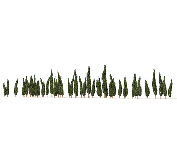 ArtStation - Common Cypress Trees row | Resources