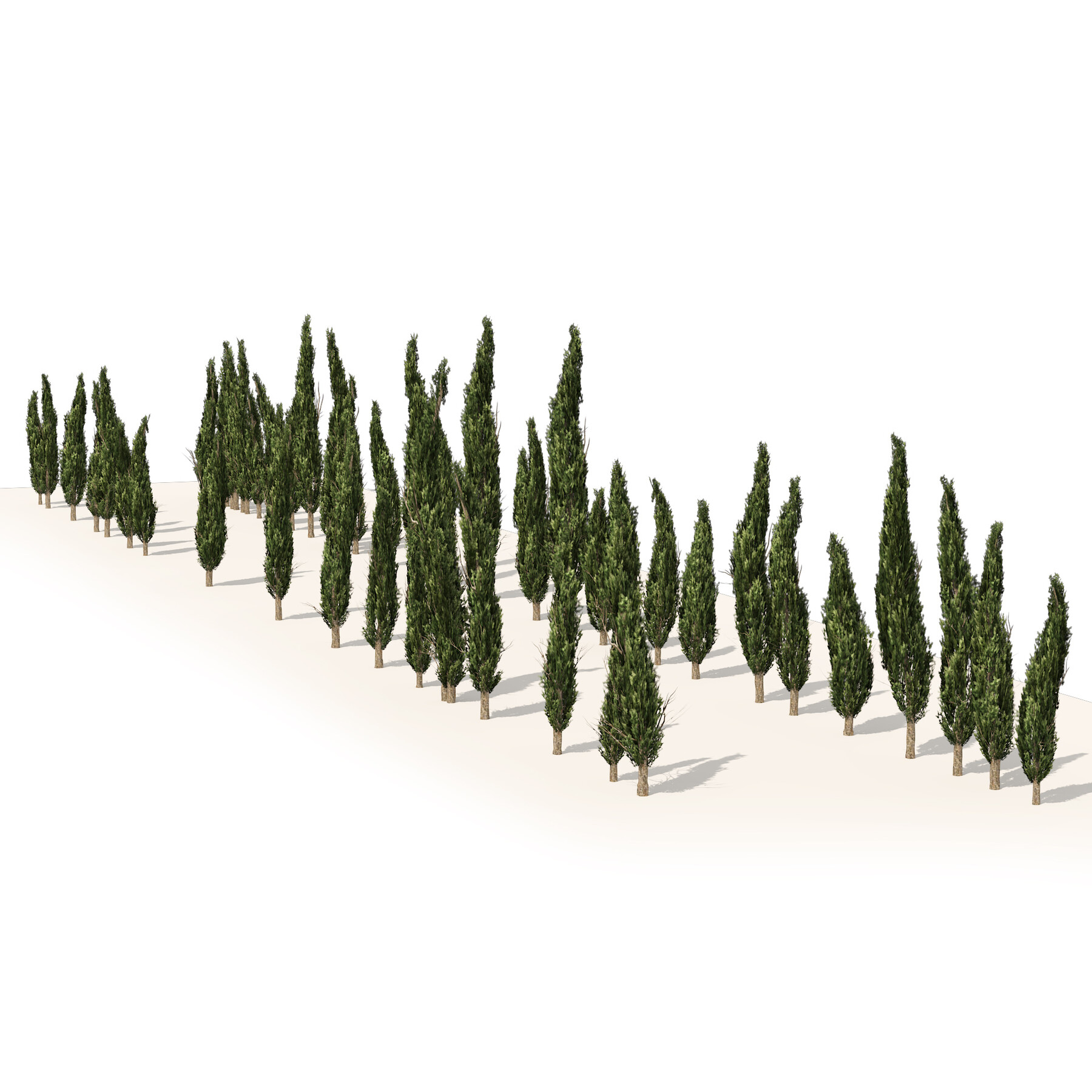 ArtStation - Common Cypress Trees row | Resources