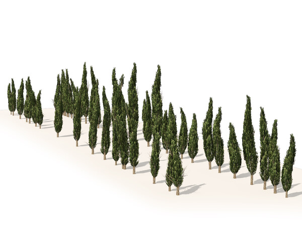ArtStation - Common Cypress Trees row | Resources