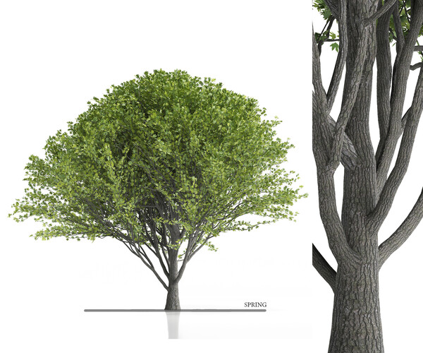 ArtStation - Maple Tree | Resources