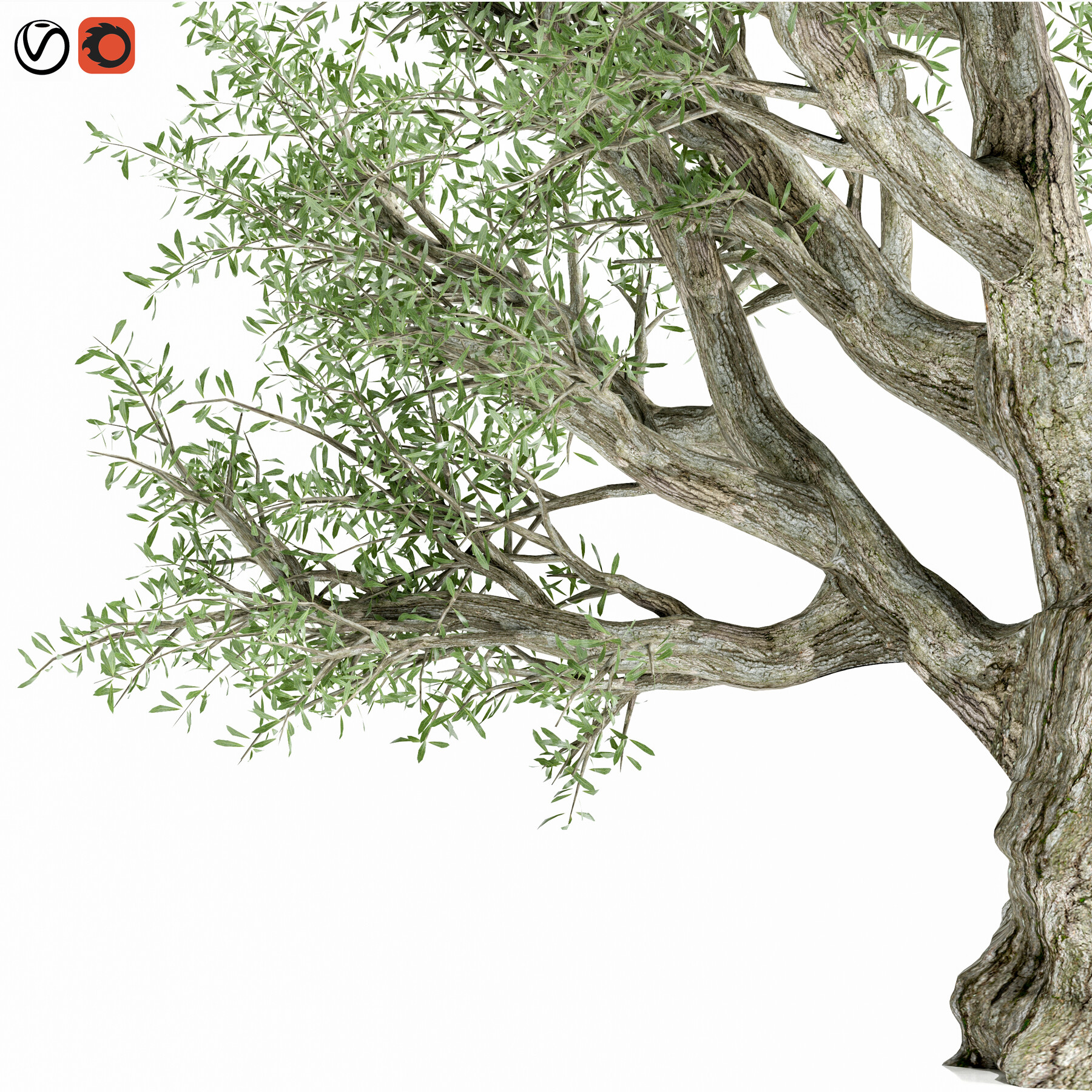 ArtStation - Olive Tree | Game Assets