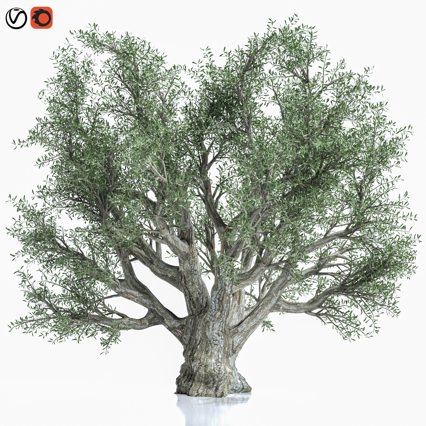 ArtStation - Olive Tree | Game Assets