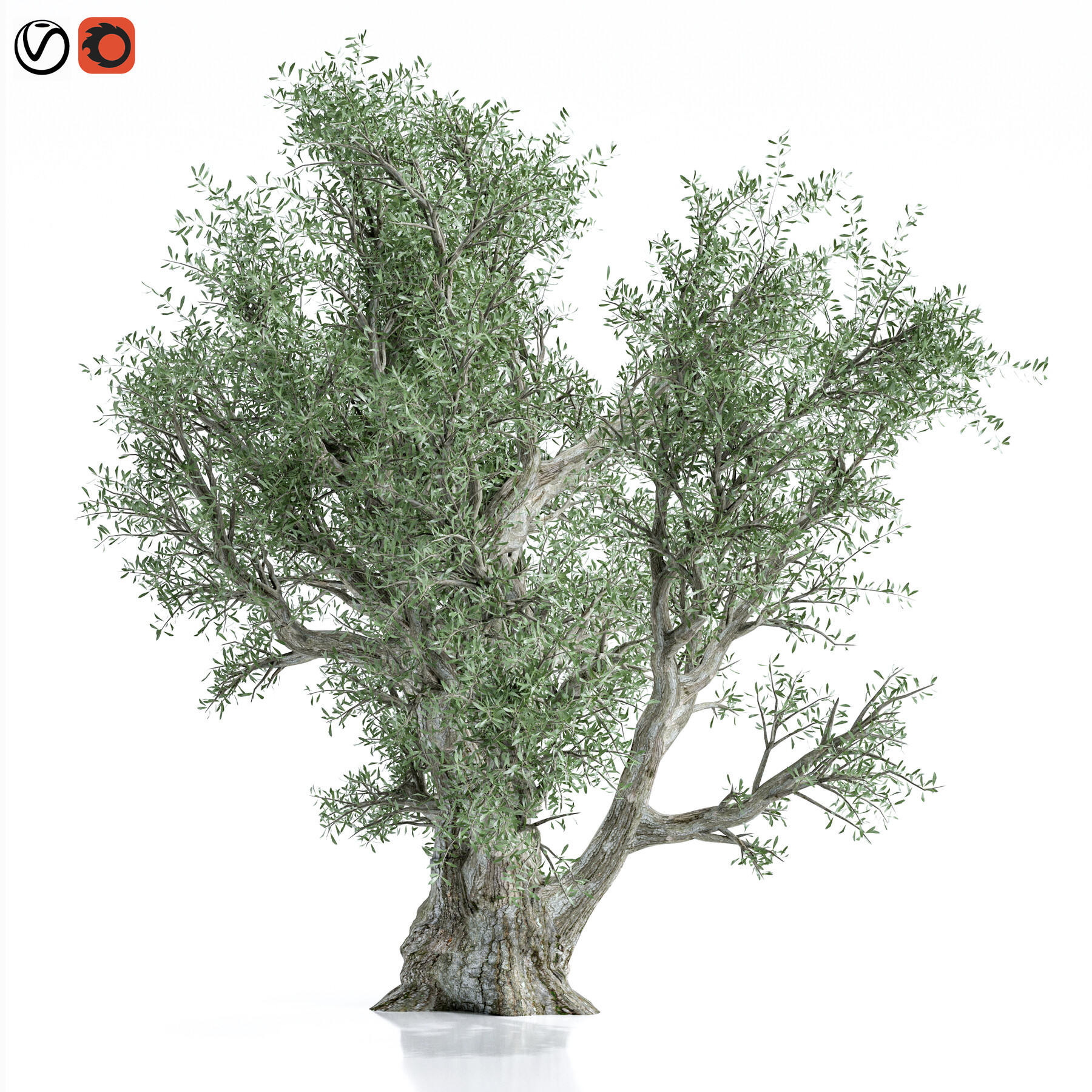 ArtStation - Olive Tree | Game Assets