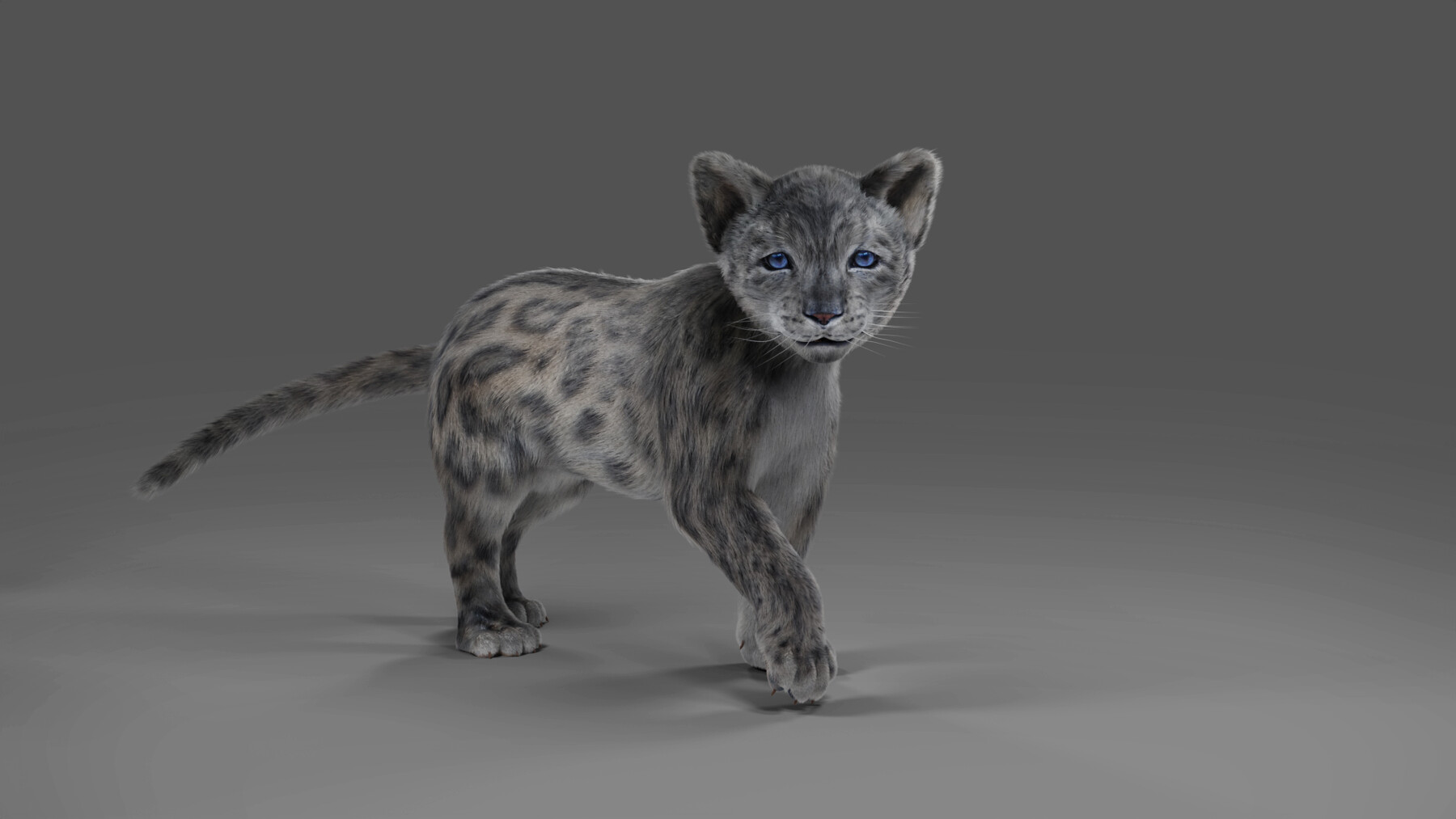 ArtStation - Fur Baby Snow Leopard Rigged and Animated in Blender ...