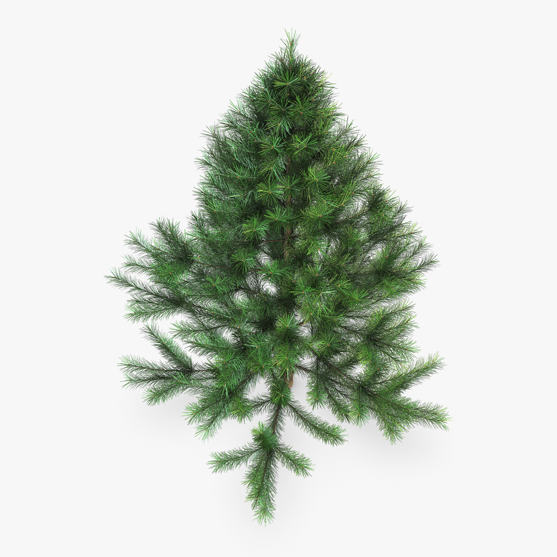 ArtStation - Conifer Tree 150cm v 1 | Resources