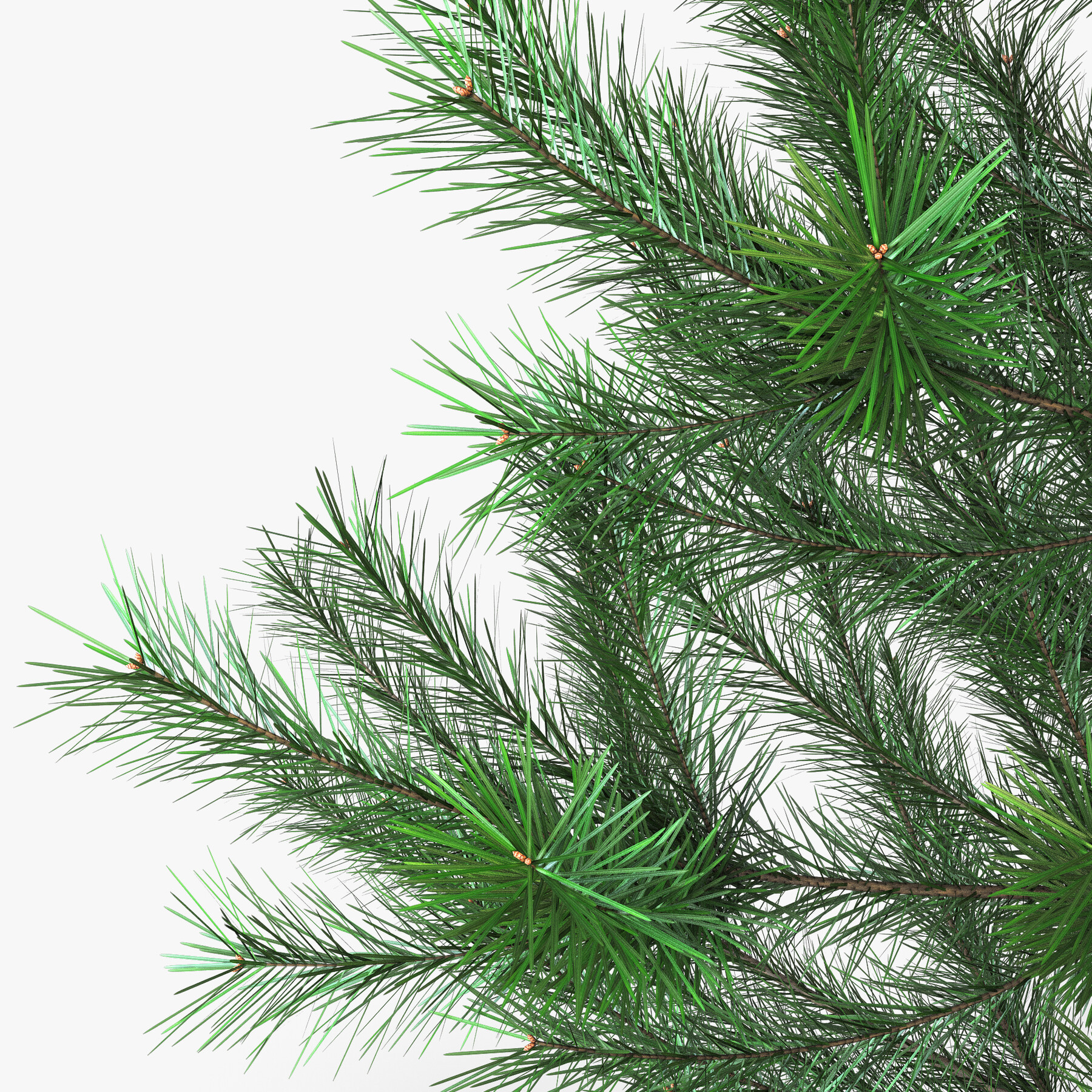 ArtStation - Conifer Tree 150cm v 1 | Resources