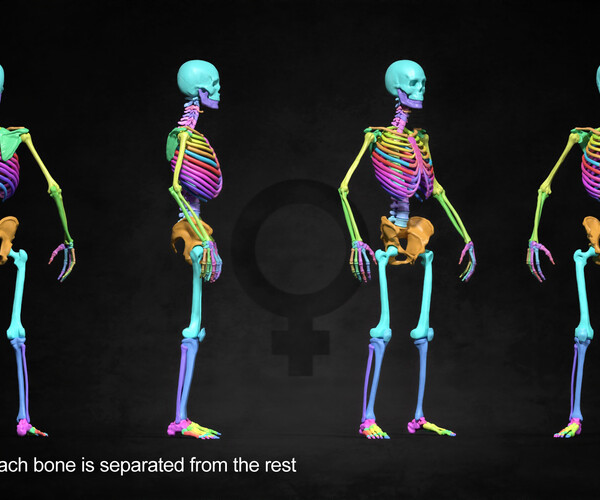 ArtStation - Human Female [ Skeleton - Basemesh ] | Resources