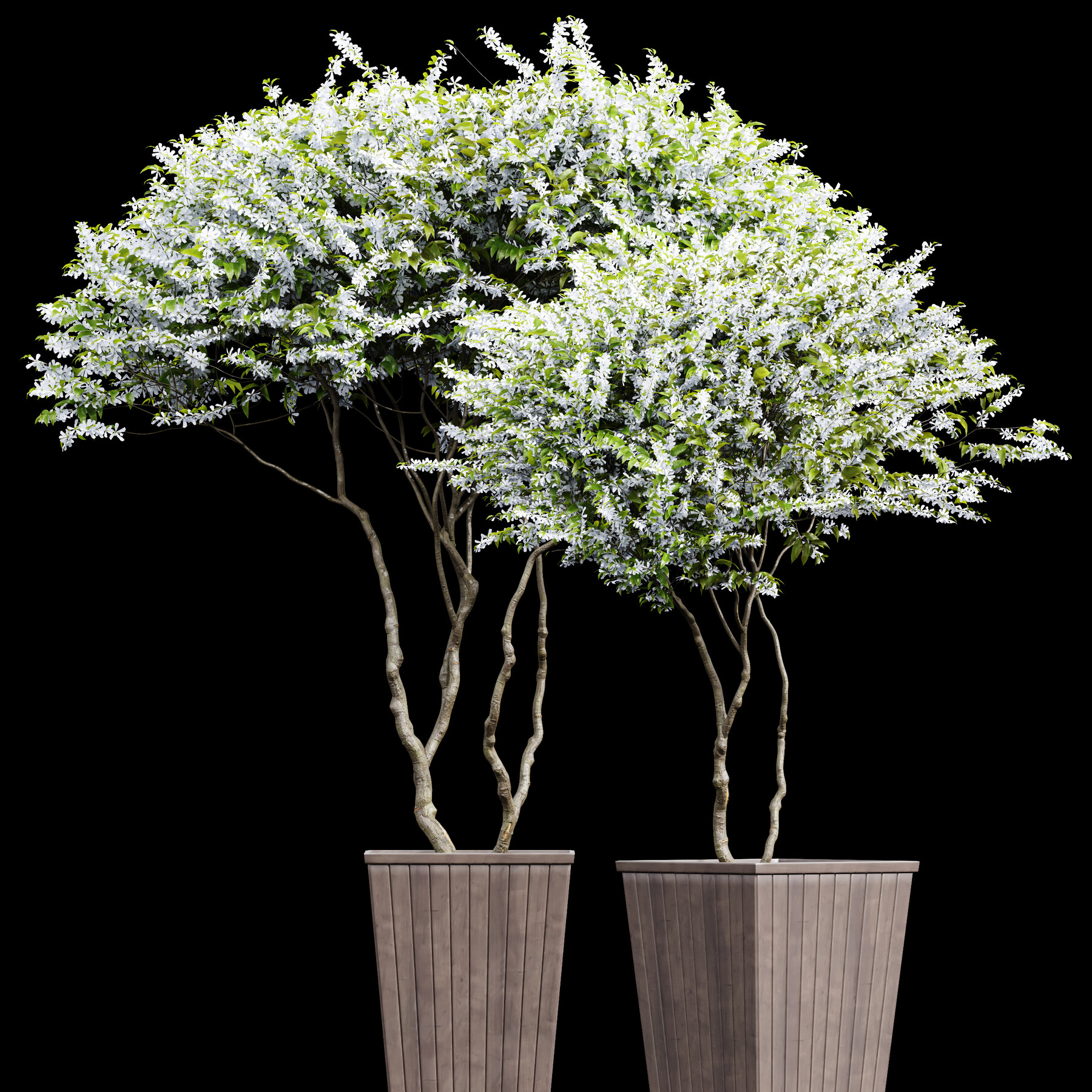 ArtStation - New Tree Amelanchier lamarckii Pot Bush | Resources
