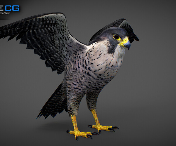 ArtStation - 3D Animated Falcon | Game Assets