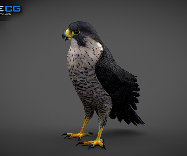 ArtStation - 3D Animated Falcon | Game Assets