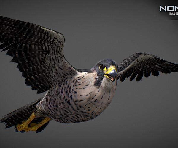 ArtStation - 3D Animated Falcon | Game Assets