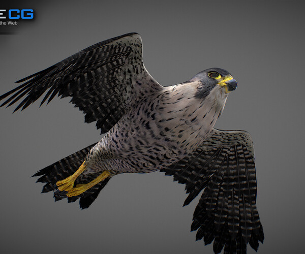ArtStation - 3D Animated Falcon | Game Assets