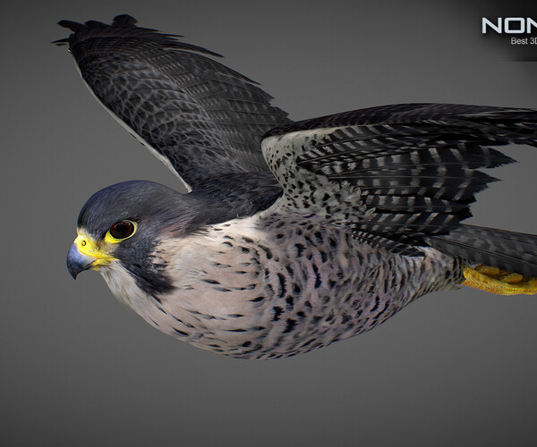 ArtStation - 3D Animated Falcon | Game Assets
