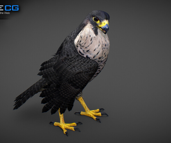 ArtStation - 3D Animated Falcon | Game Assets