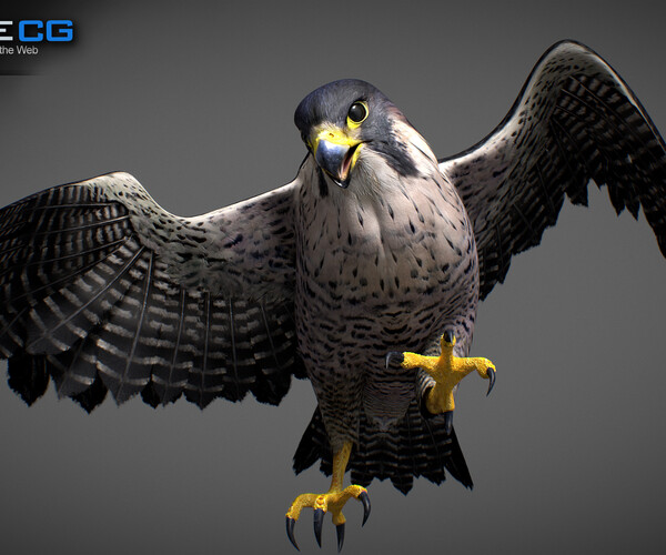 ArtStation - 3D Animated Falcon | Game Assets