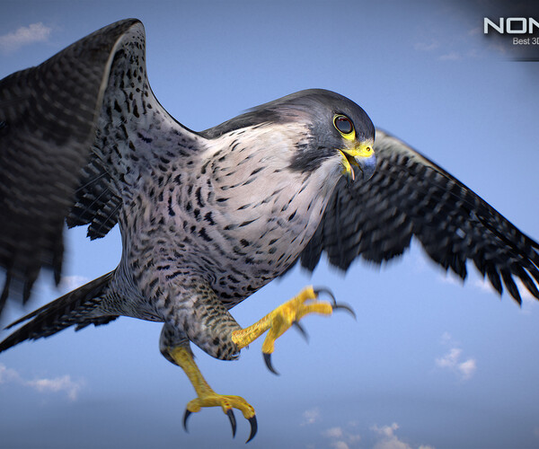 ArtStation - 3D Animated Falcon | Game Assets