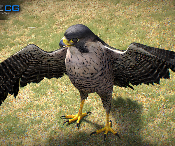 ArtStation - 3D Animated Falcon | Game Assets