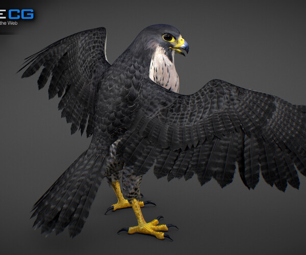 ArtStation - 3D Animated Falcon | Game Assets