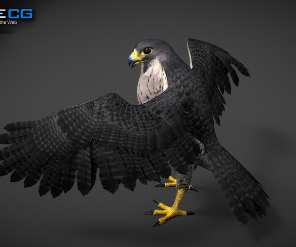 ArtStation - 3D Animated Falcon | Game Assets