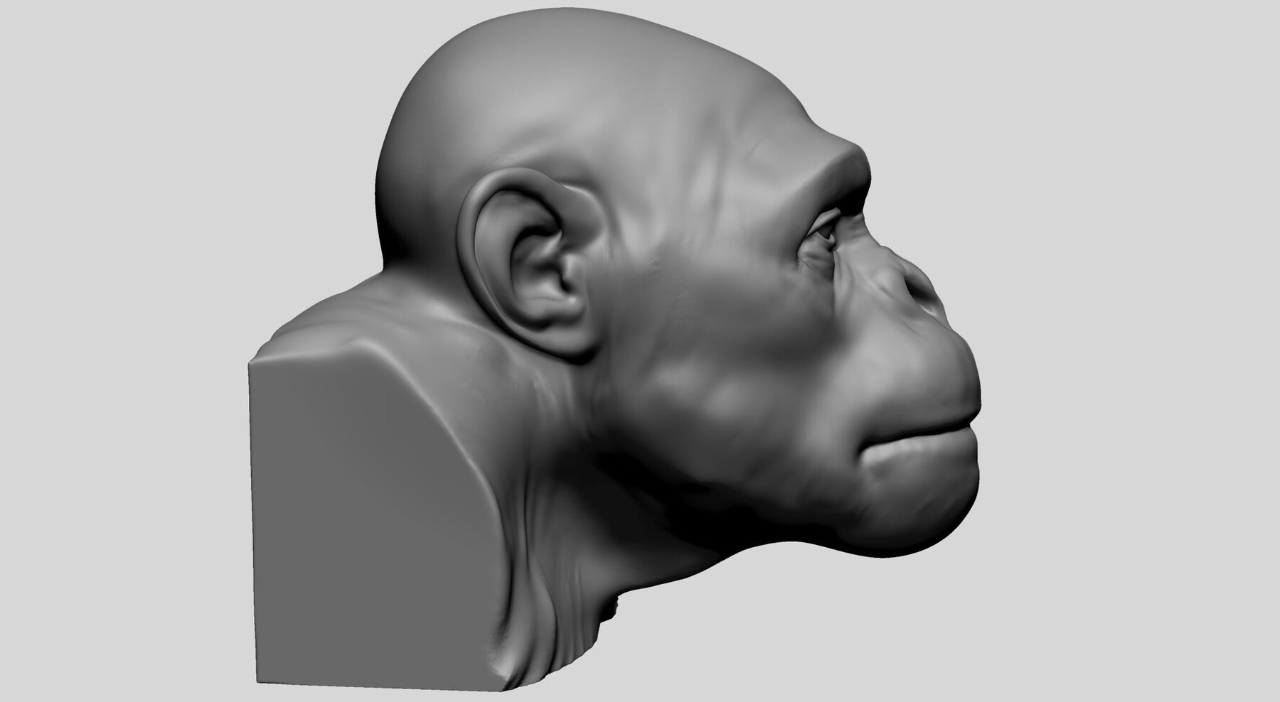 ArtStation - Chimp Head | Resources