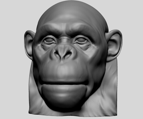 ArtStation - Chimp Head | Resources
