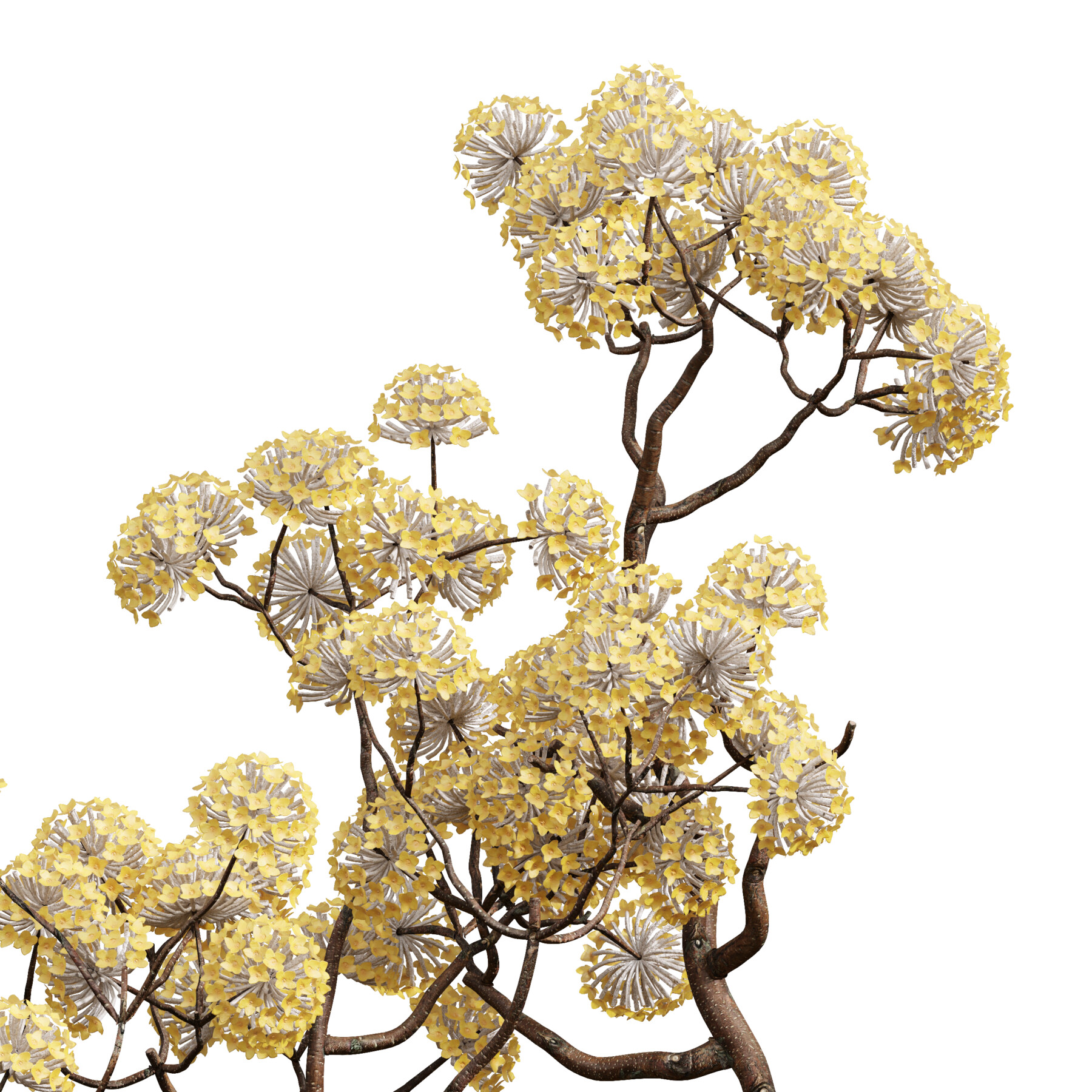 ArtStation - New Plant Edgeworthia Chrysantha Paperbush Tall Tree ...