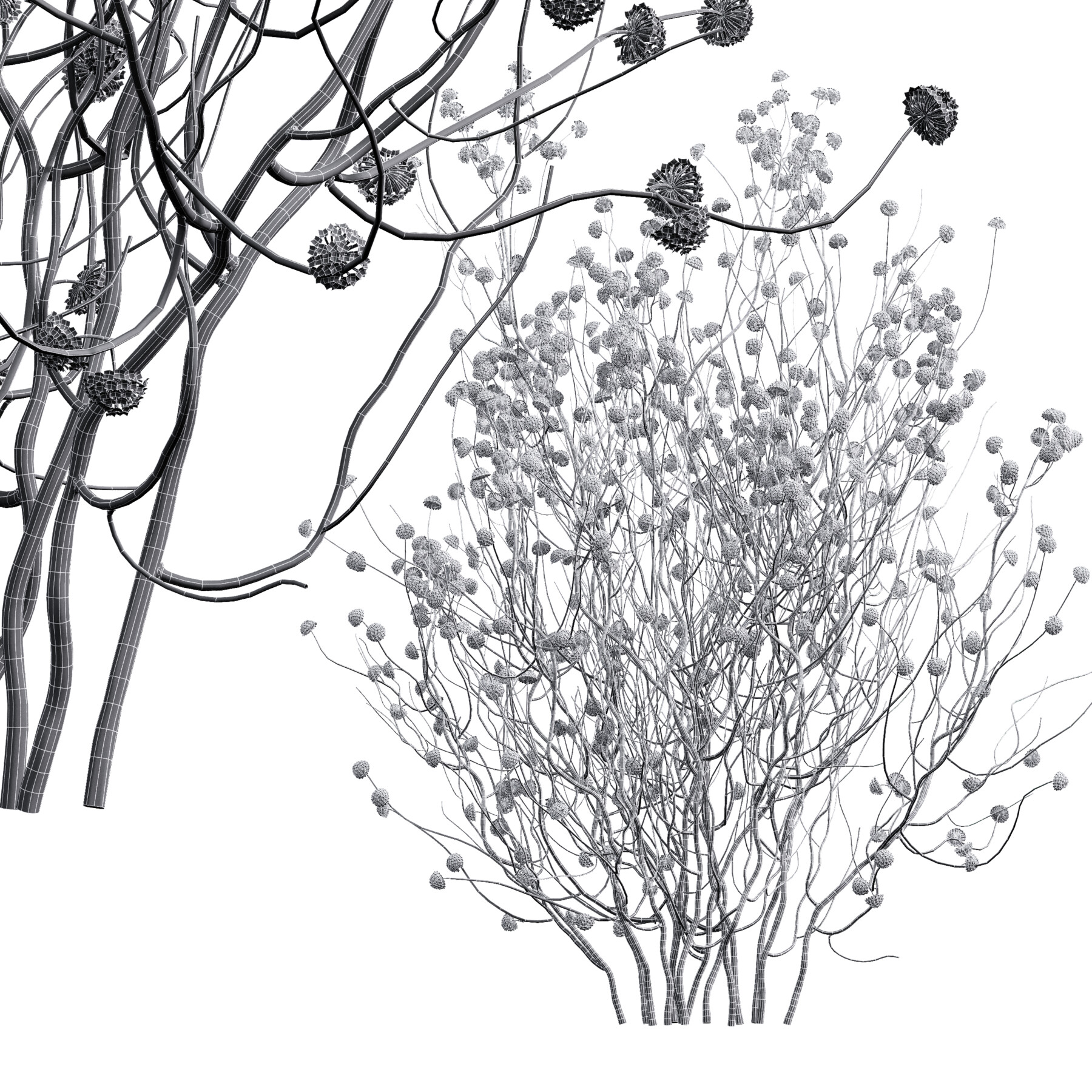 ArtStation - New Plant Edgeworthia Chrysantha Paperbush Tall Tree ...