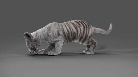 ArtStation - Fur White Tiger Cub Rigged and Animated in Blender | Game ...