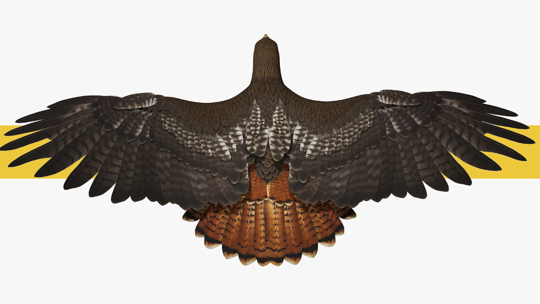 ArtStation - Stunning 3D Model of a Majestic Falcon Wildlife ...