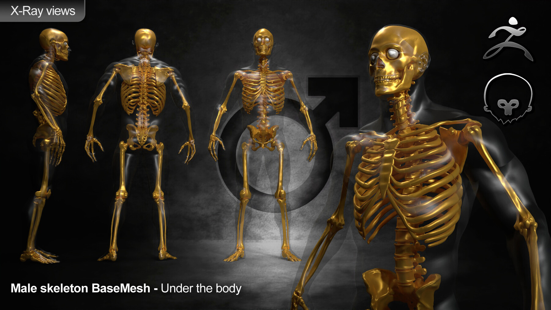 ArtStation - Human Male [ Skeleton - Basemesh ] | Resources