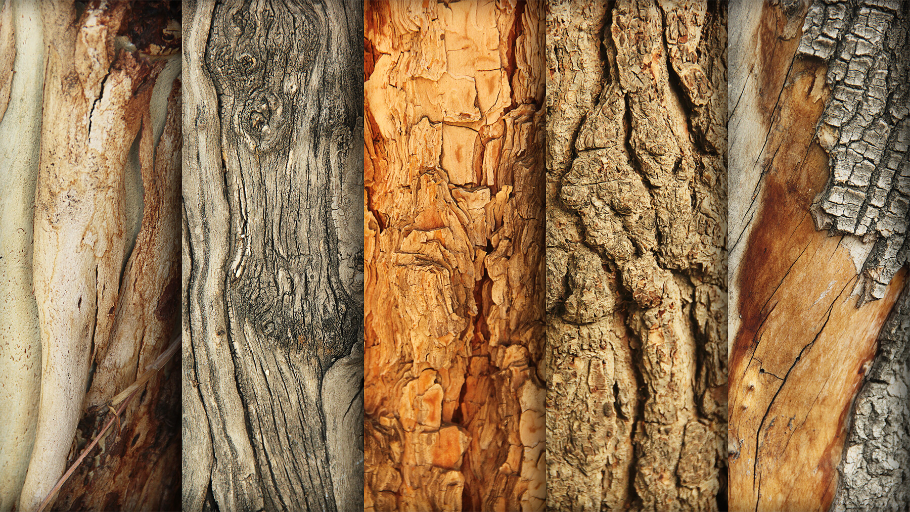 ArtStation - 550+ TREE SKIN Reference Pictures | Resources