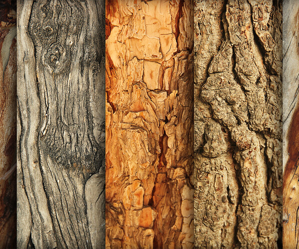 ArtStation - 550+ TREE SKIN Reference Pictures | Resources