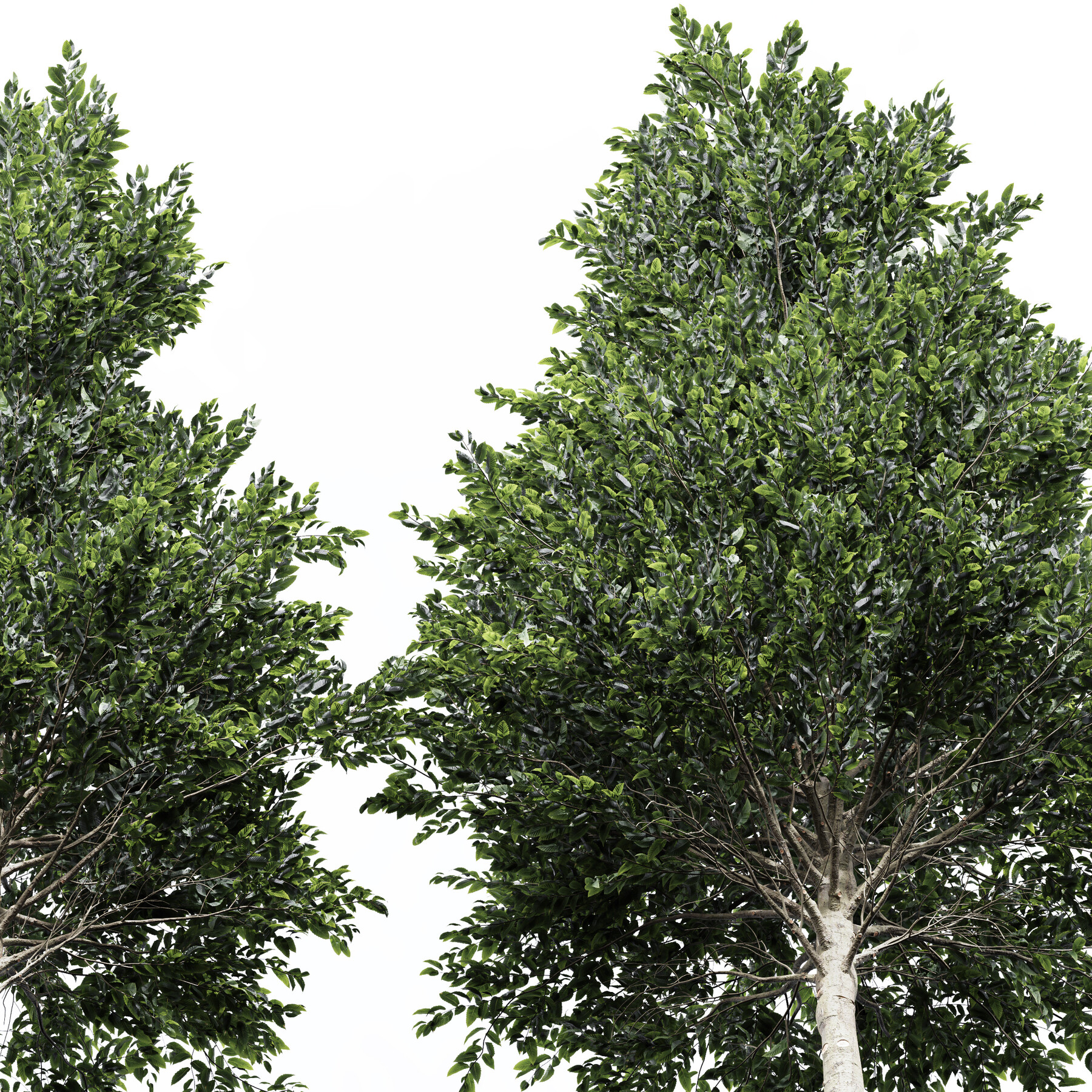 ArtStation - New Tree Carpinus Betulus 002 | Resources