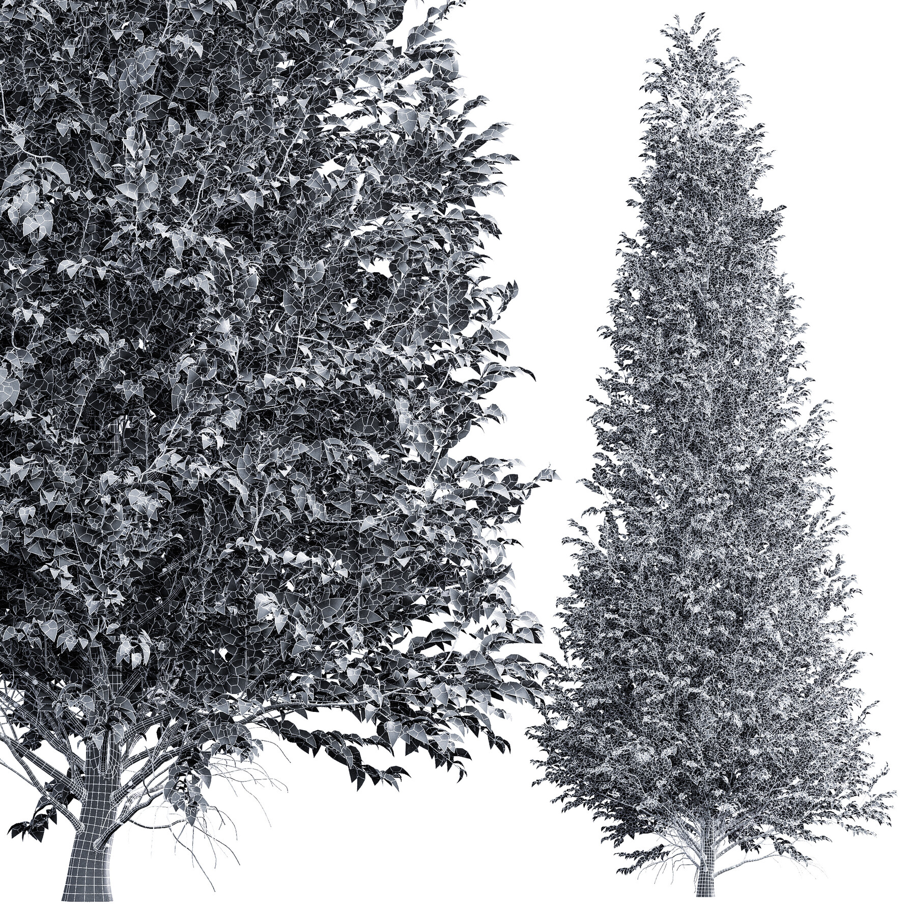 ArtStation - New Tree Carpinus Betulus 002 | Resources