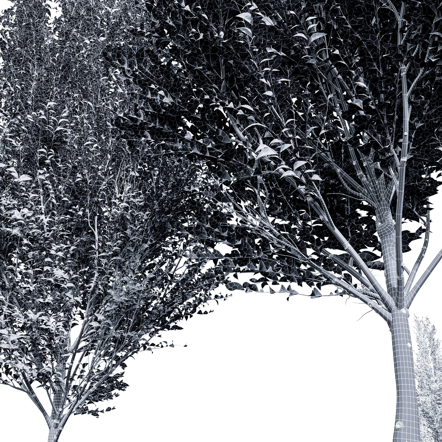 ArtStation - New Tree Carpinus Betulus Broadleaf | Resources