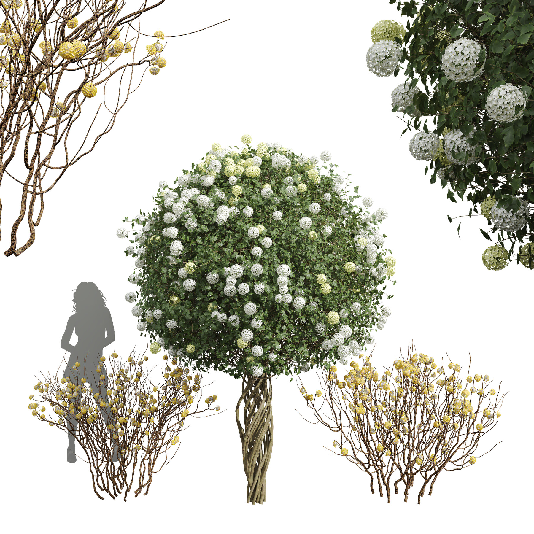 ArtStation - Viburnum Opulus Roseum Decorative Bush Edgeworthia ...