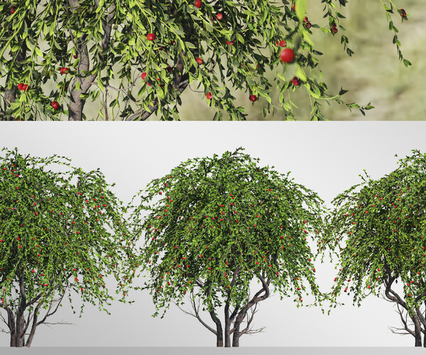 ArtStation - 2 Cotoneaster Salicifolius 3D model | Resources