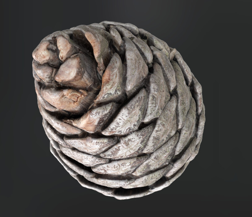 ArtStation - Pinecone from real! | Game Assets
