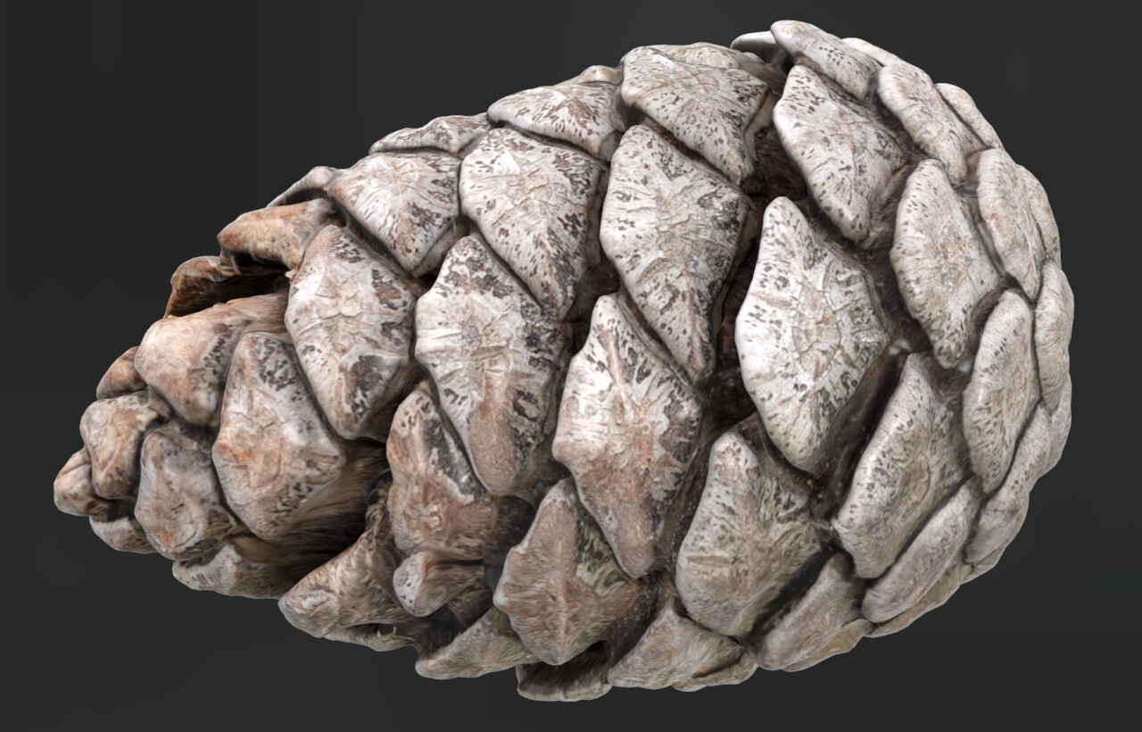 ArtStation - Pinecone from real! | Game Assets