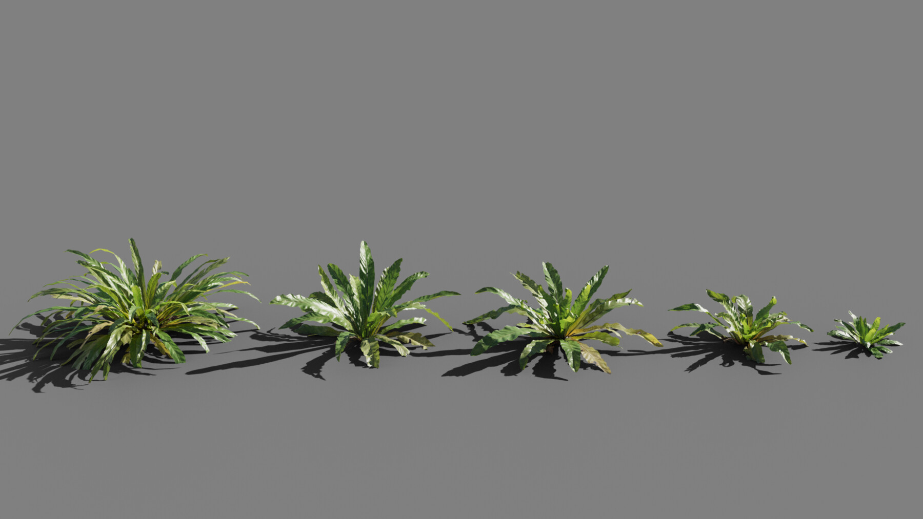 ArtStation - Birds Nest Fern | VFX Grace | Game Assets
