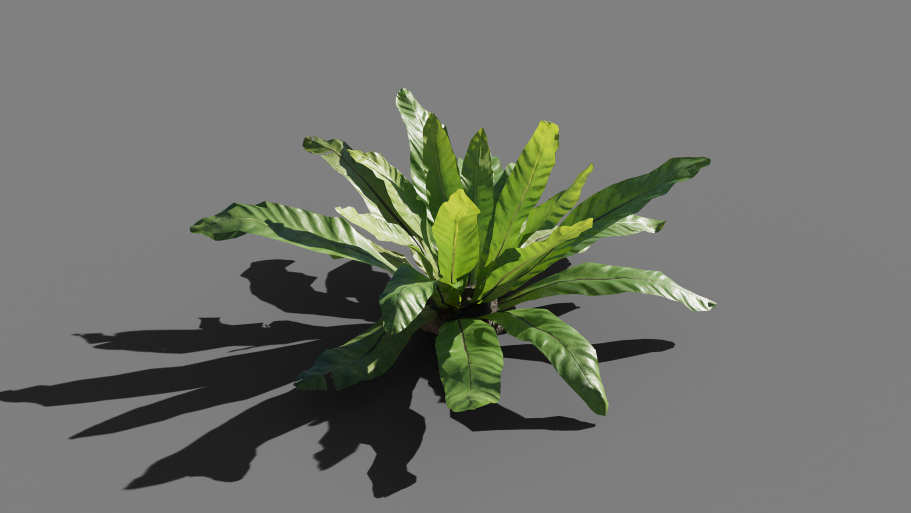 ArtStation - Birds Nest Fern | VFX Grace | Game Assets