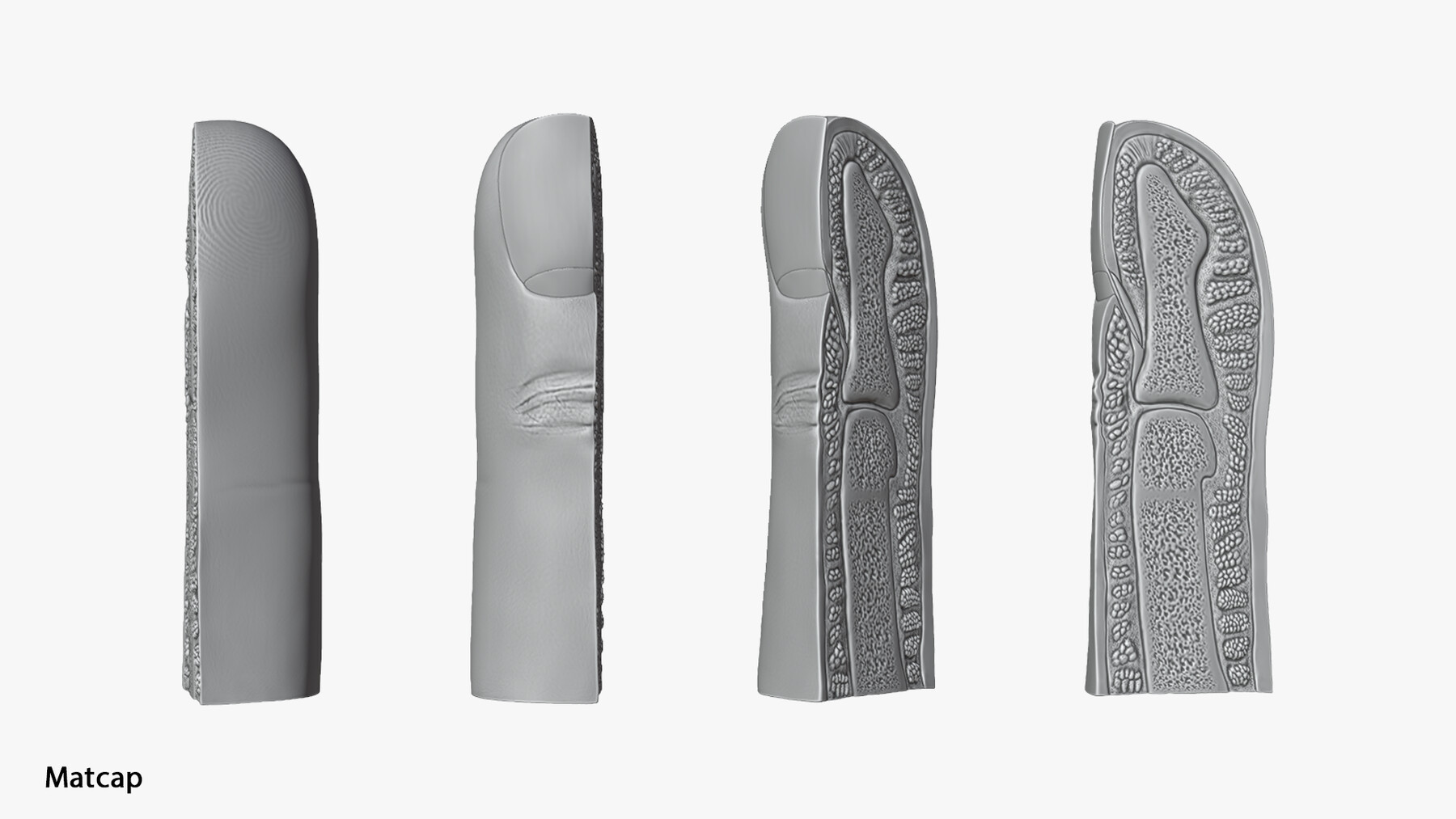 ArtStation - Finger and Fingernail Cross Section Anatomy | Resources