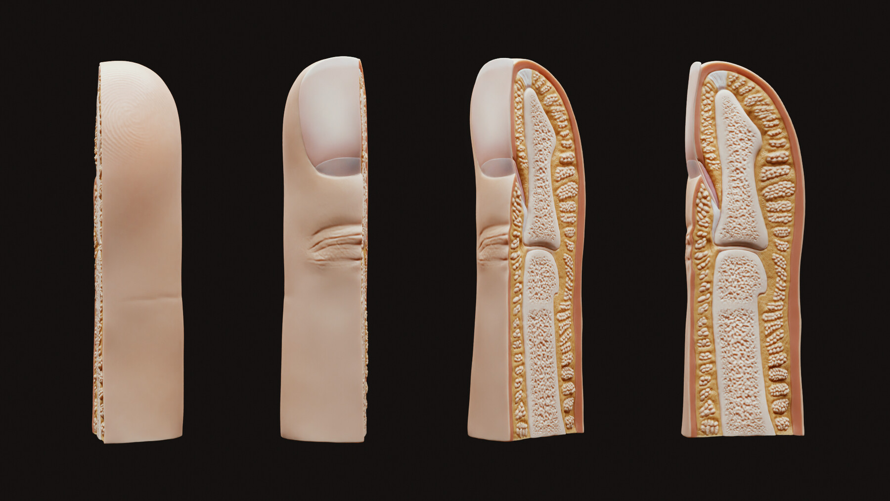 ArtStation - Finger and Fingernail Cross Section Anatomy | Resources
