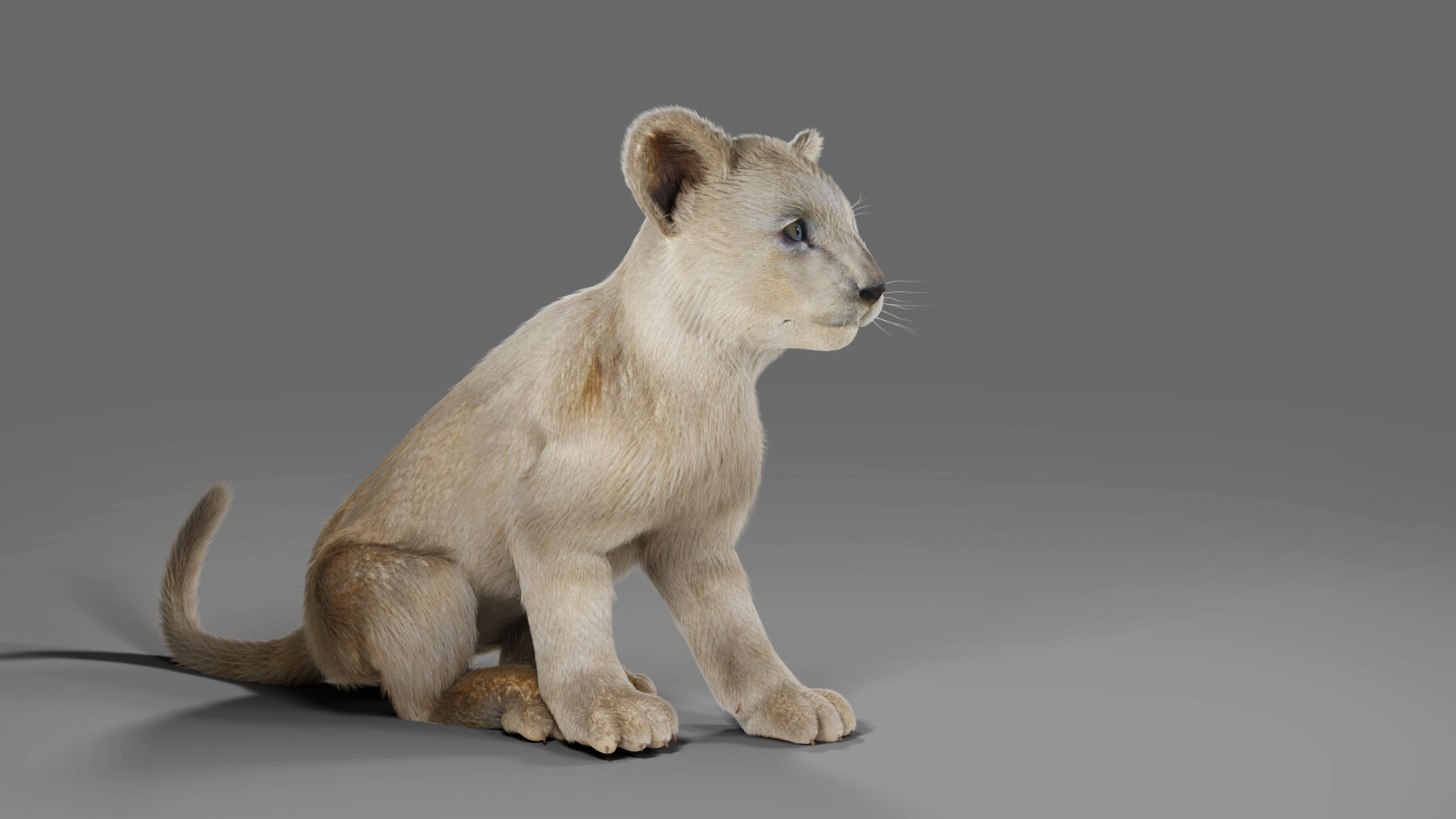 ArtStation - Fur White Lion Cub Rigged and Animated in Blender | Game Assets